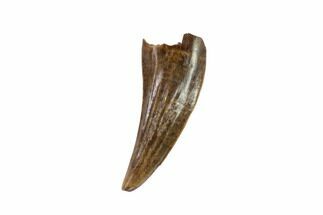 About Dinosaur Teeth - FossilEra.com