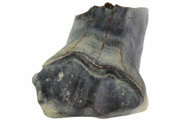 .45" Fossil Ankylosaur Tooth - Montana (#97498) For Sale - FossilEra.com