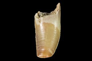 About Dinosaur Teeth - FossilEra.com