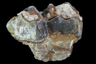 Mammal Fossils For Sale - FossilEra.com