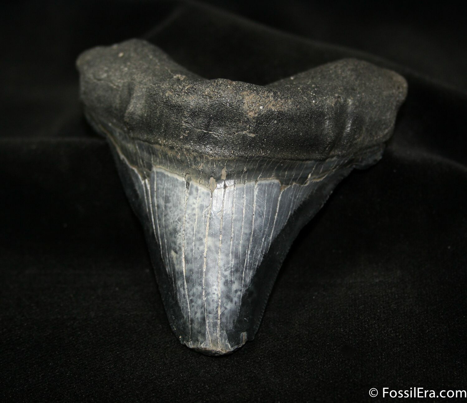 Huge Angustiden Fossil Shark Tooth - 3.33 Inches (#1190) For Sale ...