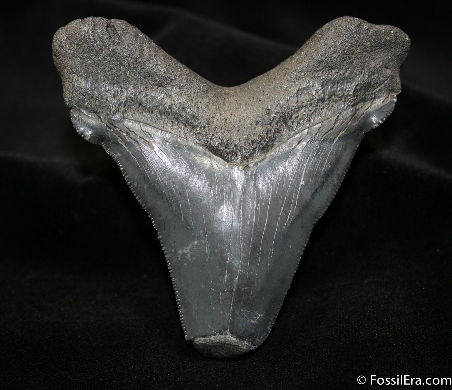 Huge Angustiden Fossil Shark Tooth - 3.33 Inches (#1190) For Sale ...