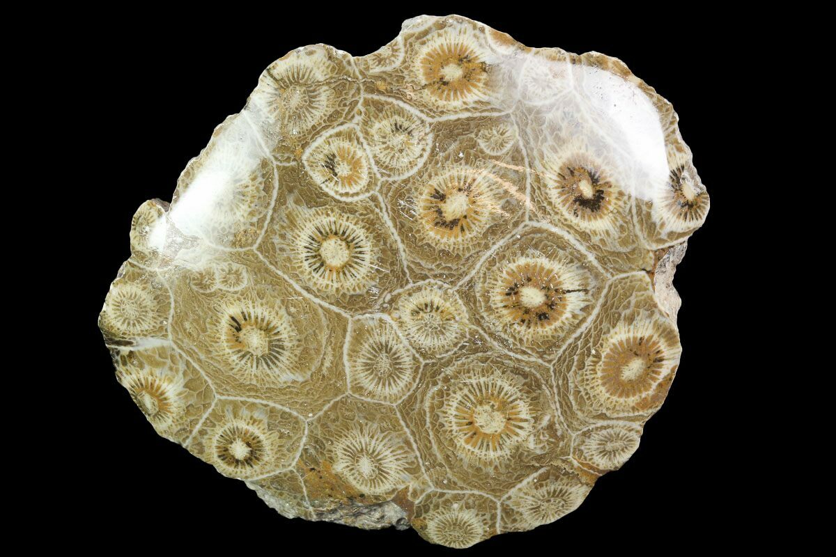 2.9" Polished Fossil Coral (Actinocyathus) - Morocco (#100639) For Sale ...