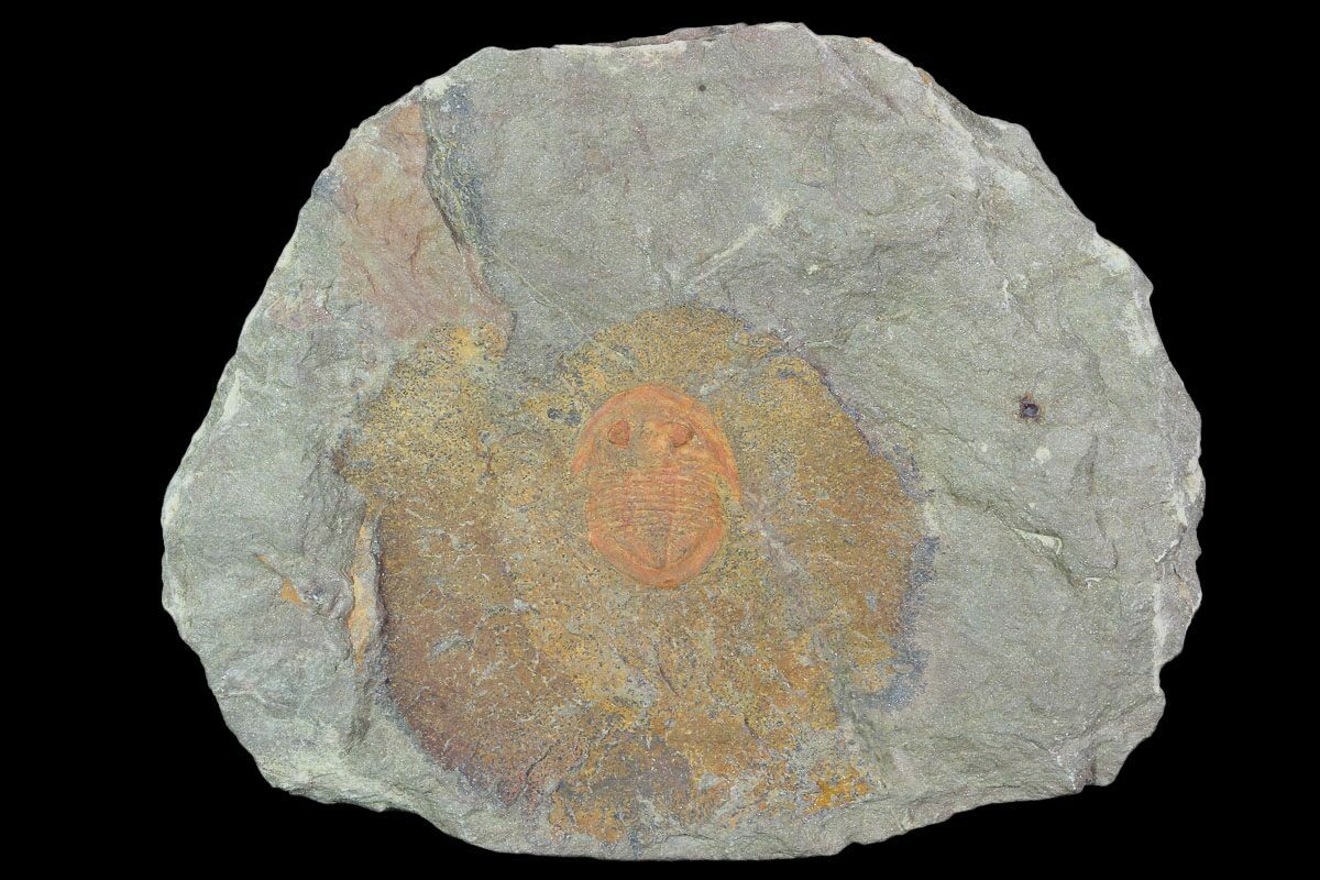 .95" Ordovician Asaphellus Trilobite - Morocco (#101804) For Sale ...