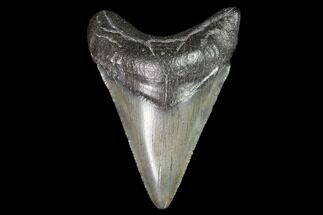 Megalodon Size: How Big Was The Megalodon Shark? - FossilEra.com