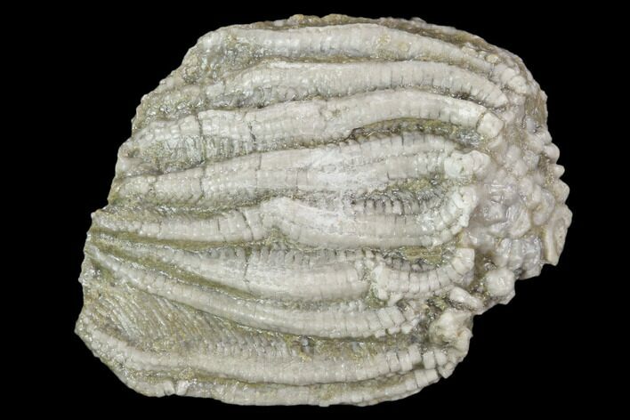 1.3" Fossil Crinoid (Batocrinus) Crown - Huntsville, Alabama (#102976 ...