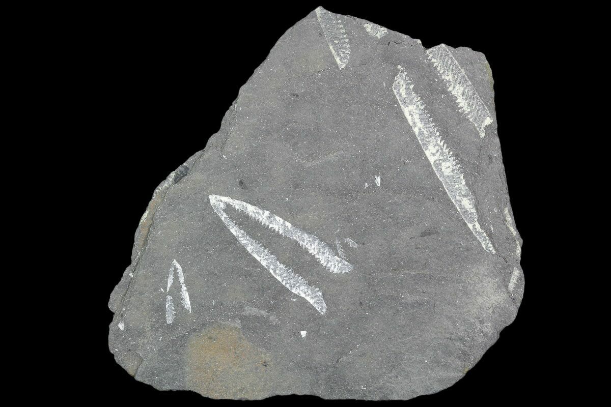 4" Fossil Graptolite Cluster (Didymograptus) - Great Britain (#103473 ...