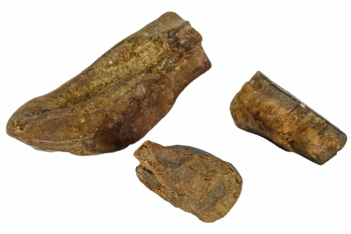 3 Triceratops Tooth Fragments - Montana (#103672) For Sale - FossilEra.com