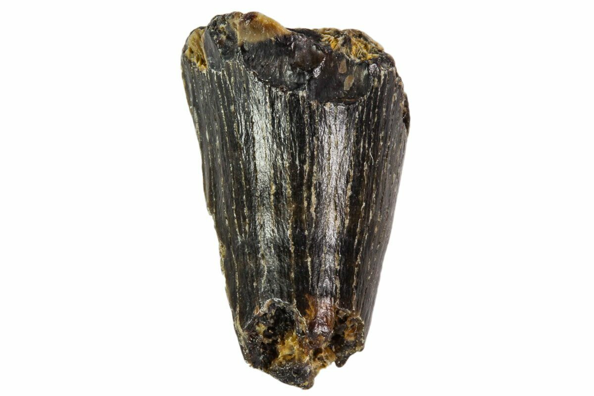 .7" Fossil Mosasaur Tooth - North Sulfur River, Texas (#104351) For ...
