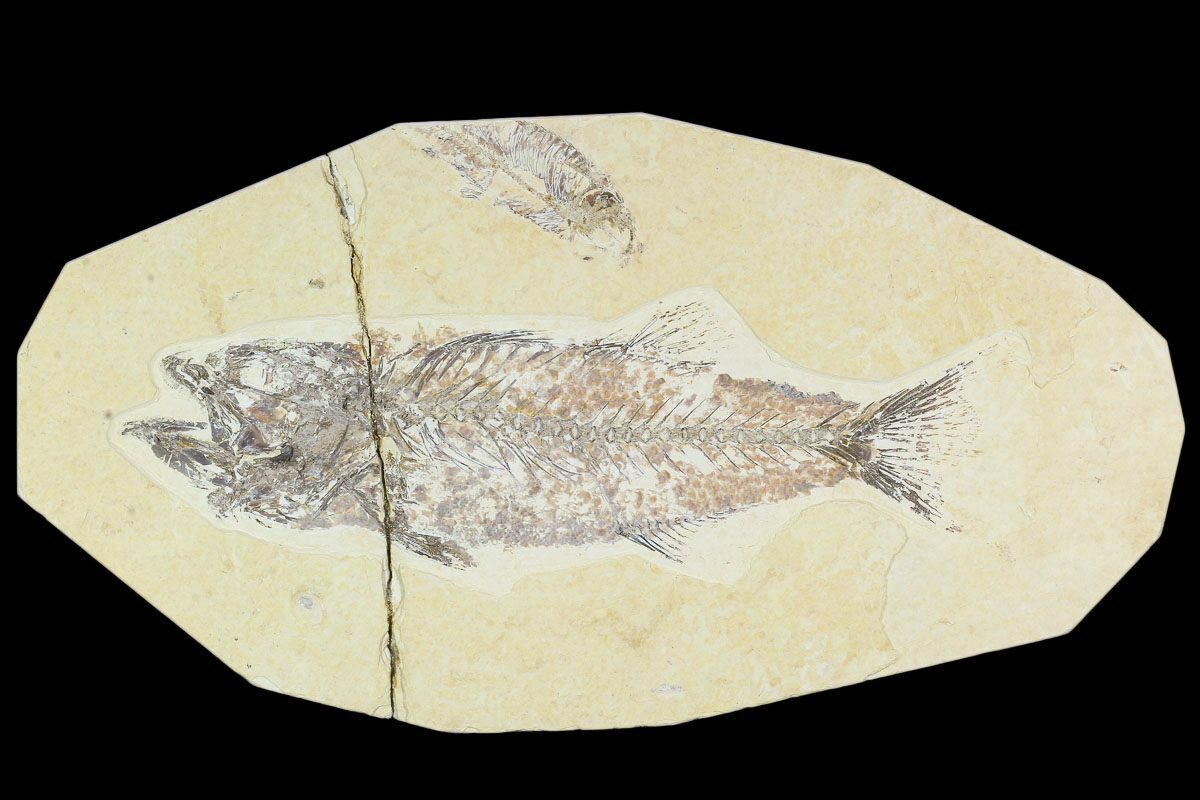 Bargain, 9" Mioplosus Fossil Fish - Uncommon Species (#105431) For Sale ...