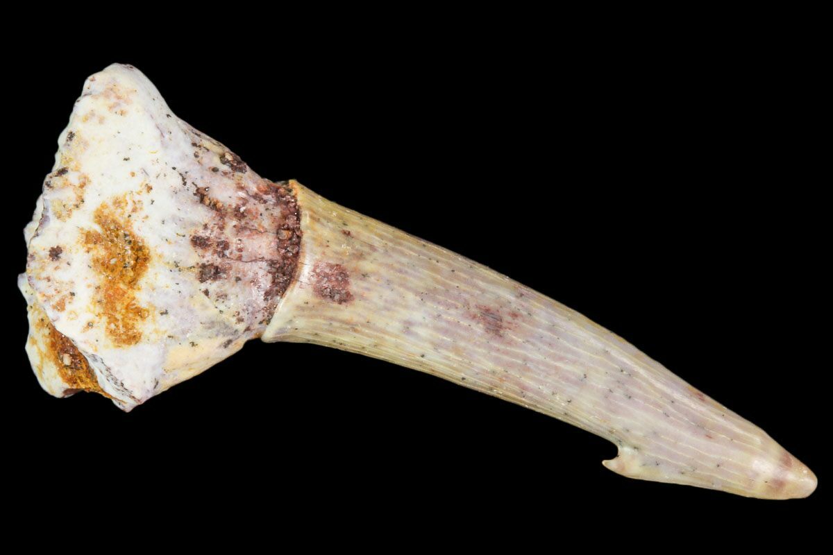 .91" Cretaceous Giant Sawfish (Onchopristis) Rostral Barb (#105423) For ...