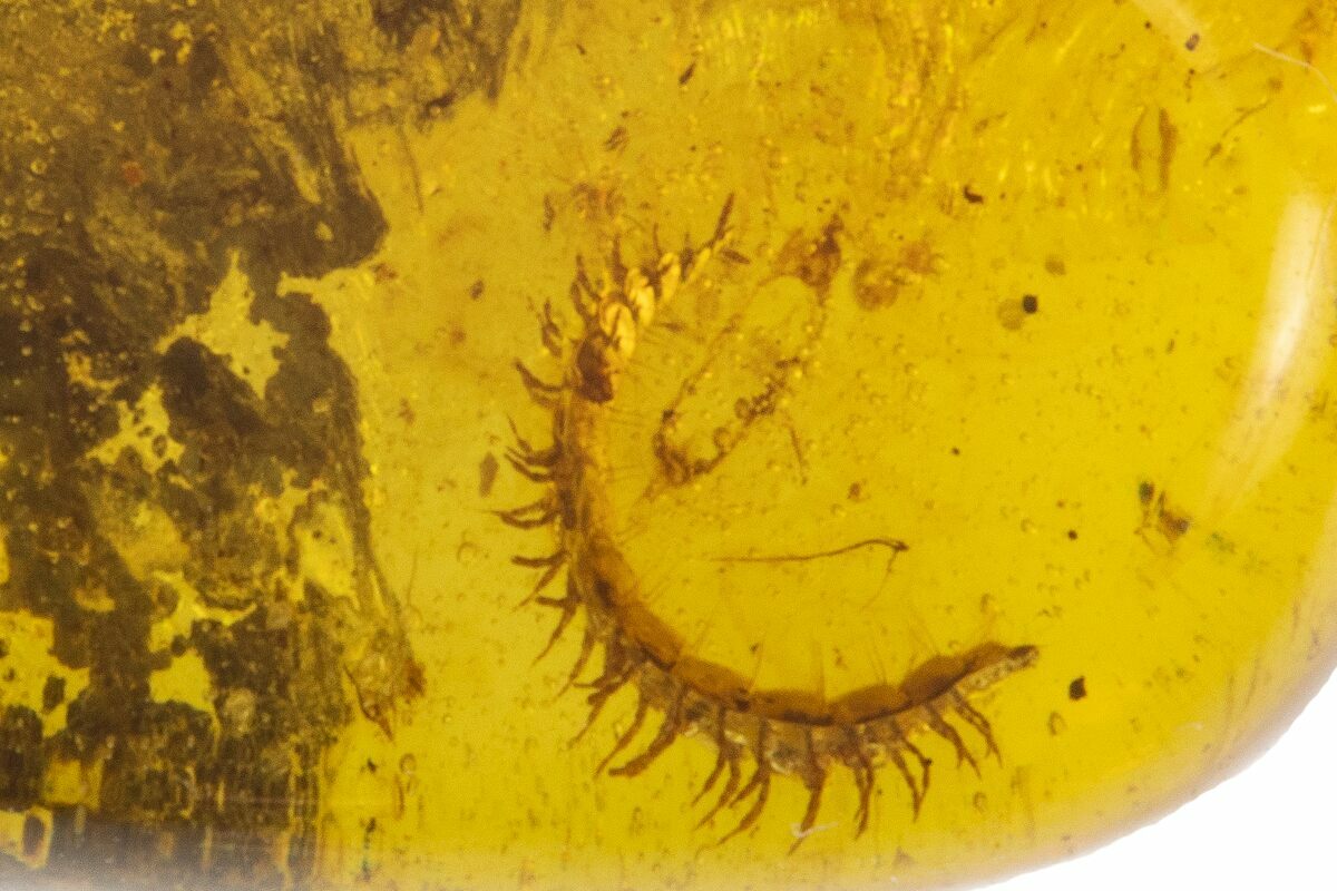 Cretaceous Fossil Centipede (Chilopoda) in Amber - Myanmar For Sale ...