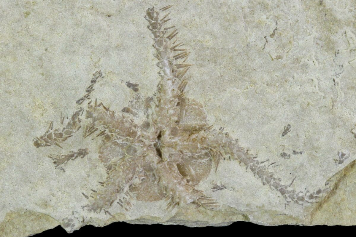.55" Jurassic Brittle Star (Sinosura) Fossil - Solnhofen (#106020) For ...