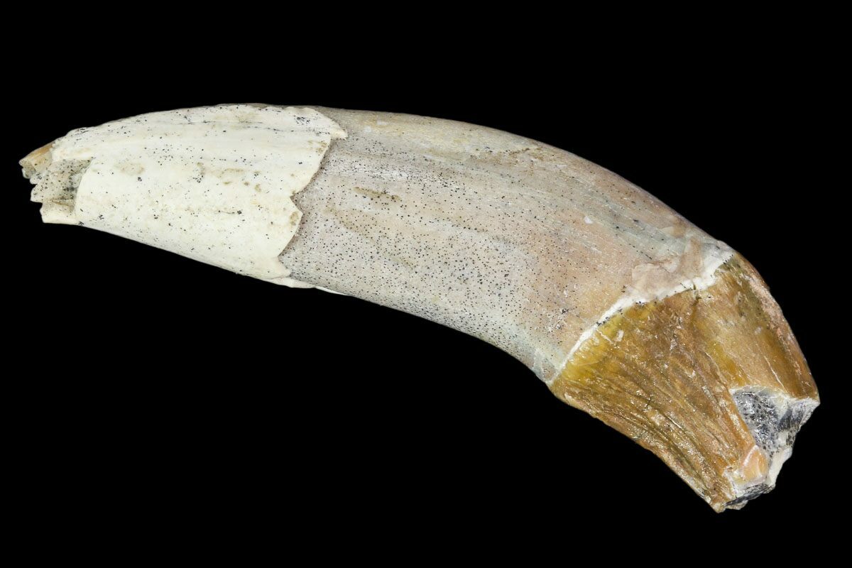2.1" Primitive Whale (Basilosaur) Tooth - Dakhla, Morocco (#106330) For ...