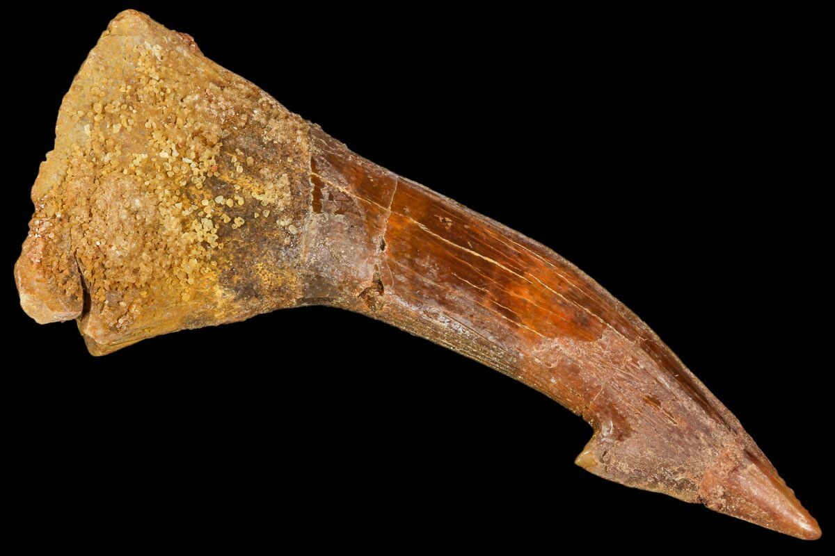 2.5" Fossil Sawfish (Onchopristis) Rostral Barb- Morocco (#106398) For ...