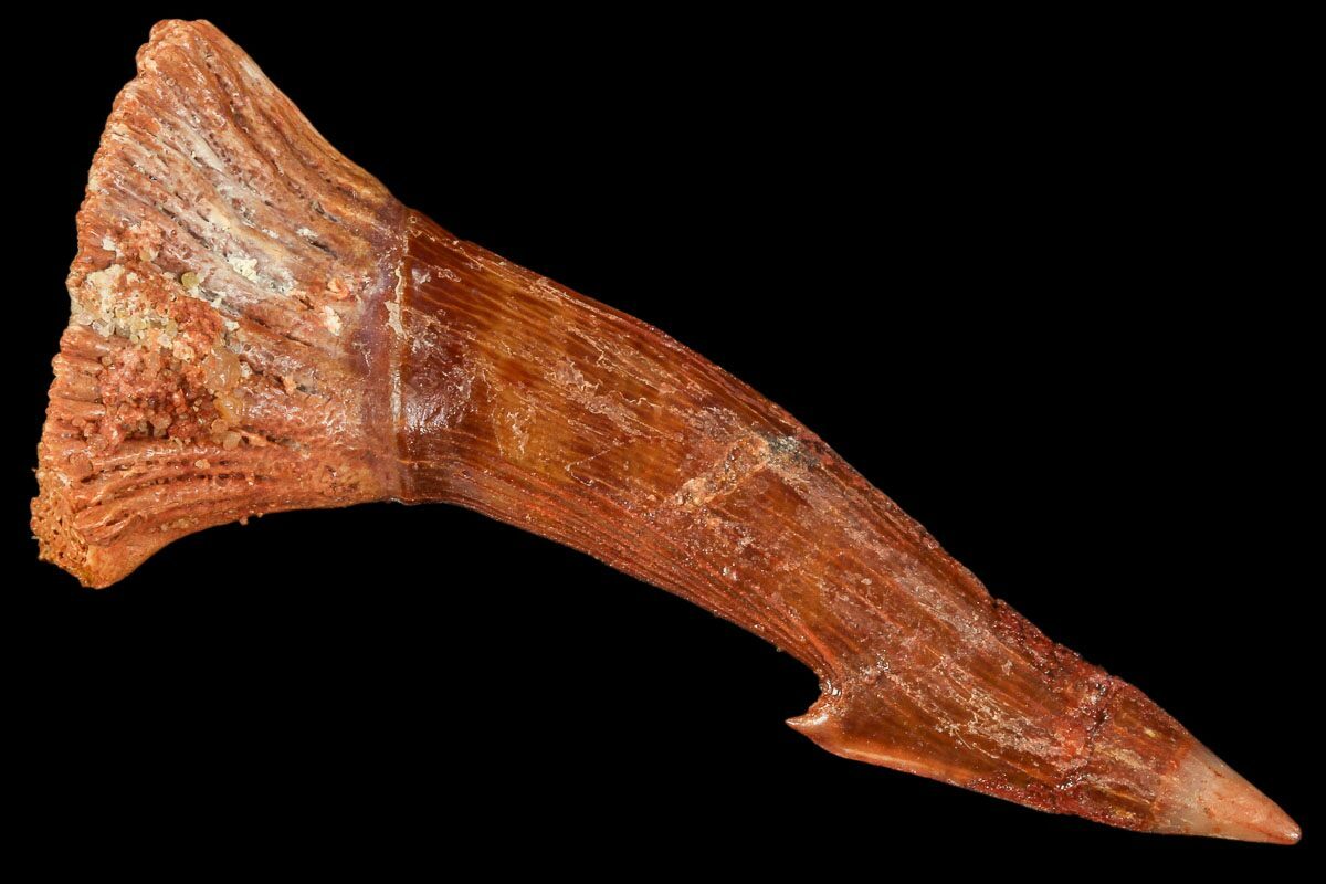 2.3" Fossil Sawfish (Onchopristis) Rostral Barb- Morocco (#106405) For ...