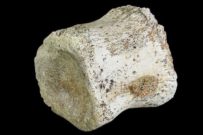 1.5" Fossil Dinosaur Vertebra - Judith River Formation (#106880) For ...
