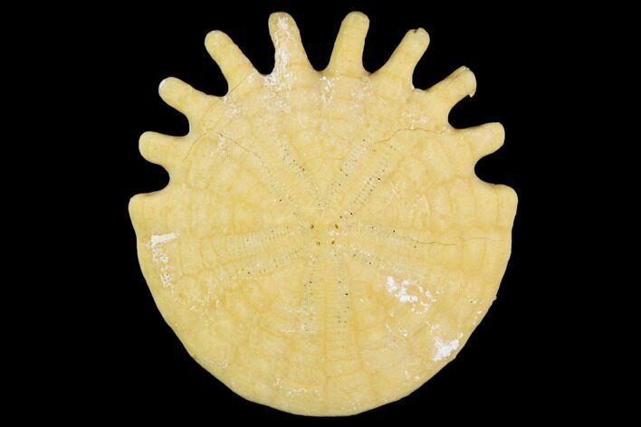 1.6" Fossil Sand Dollar (Heliophora) - Boujdour Province, Morocco ...