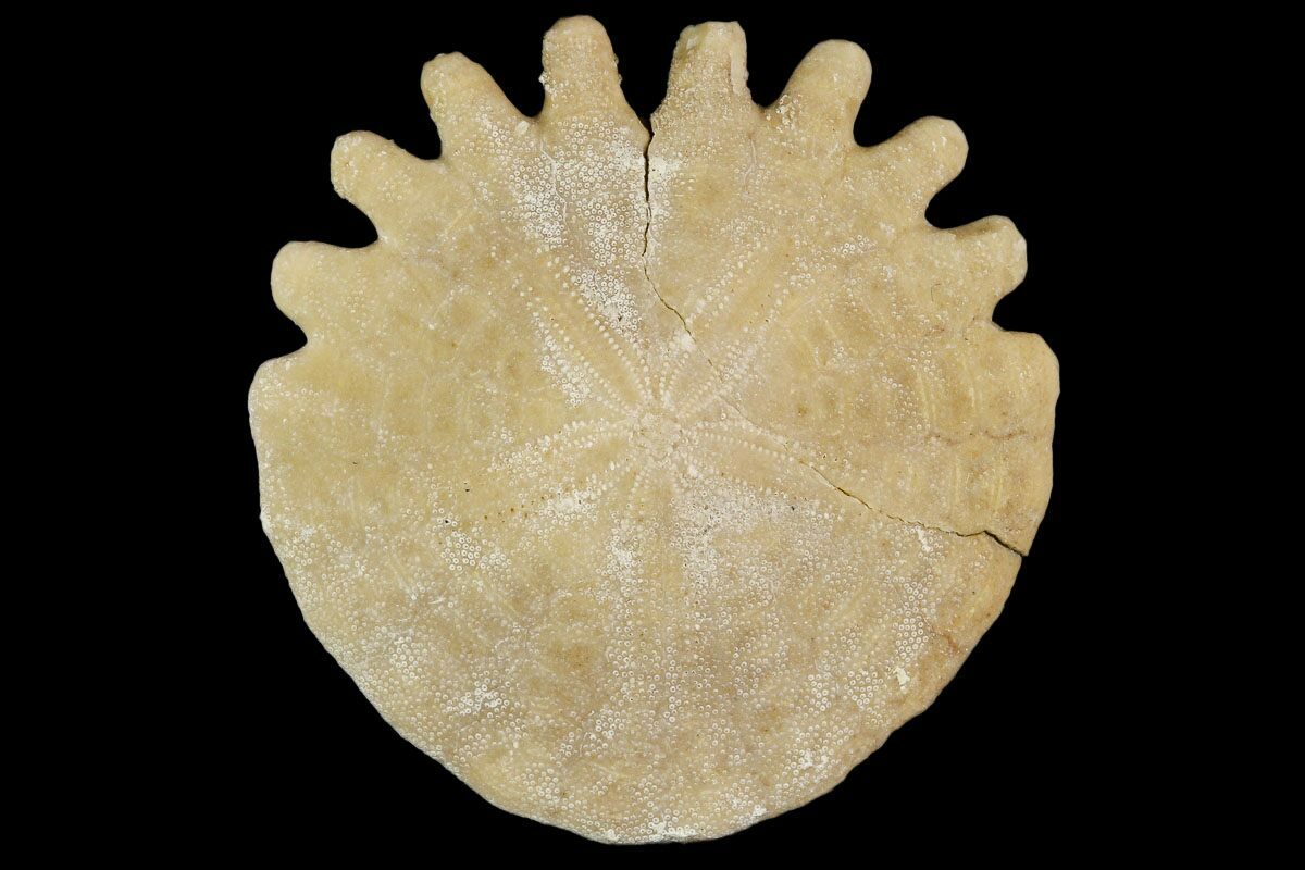 Bargain - 1.4" Fossil Sand Dollar (Heliophora) - Boujdour, Morocco ...