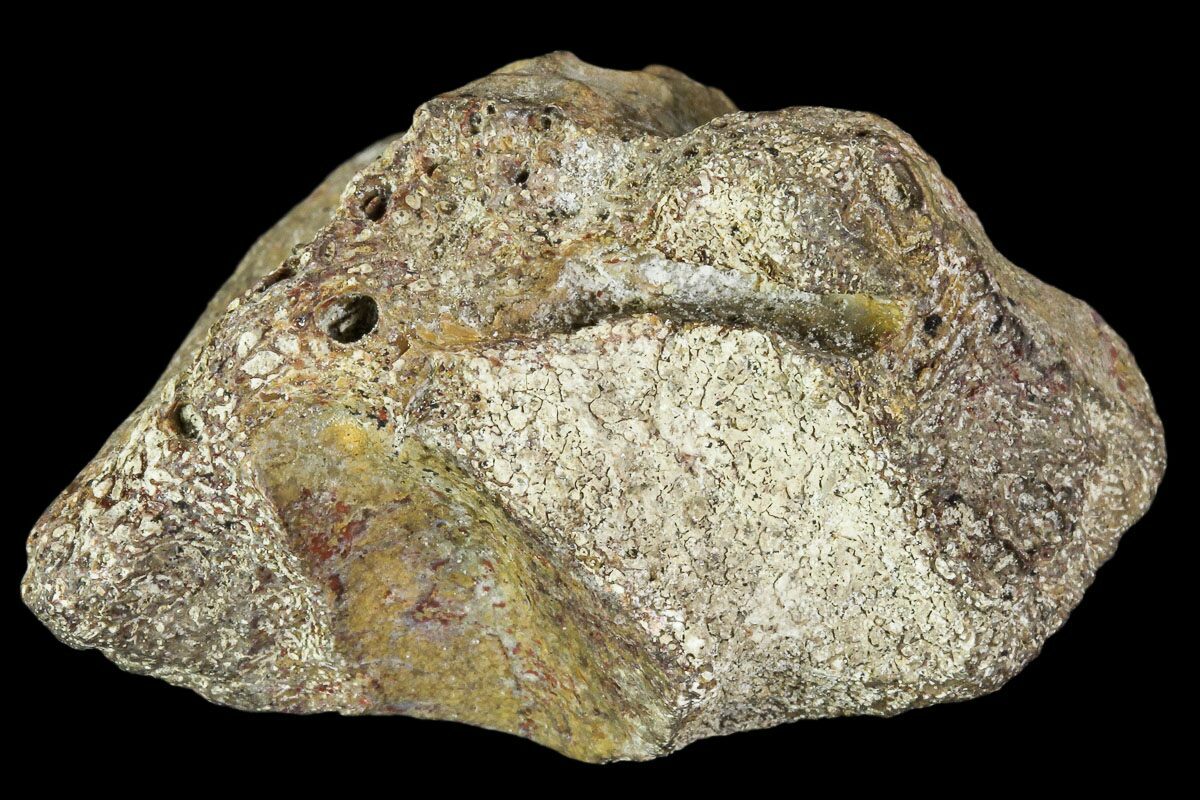 Bargain, 1.4" Fossil Synapsid Bone - Texas For Sale (#106995 ...