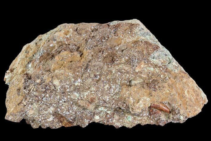 3 Phytosaur (Redondasaurus) Teeth In Sandstone - New Mexico (#107063 ...