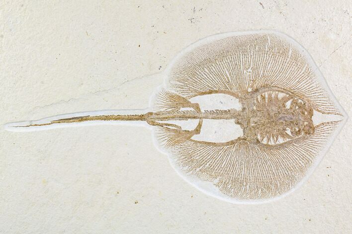 Rare, 16.8" Fossil Stingray (Heliobatis) - Wyoming (#107465) For Sale ...
