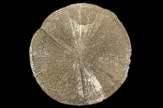 Pyrite Suns For Sale - FossilEra.com