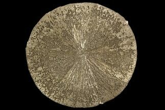 Pyrite Suns For Sale - FossilEra.com