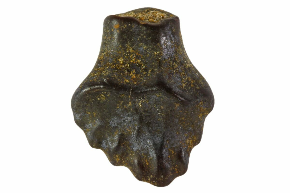 .41" Fossil Ankylosaur Tooth - Montana (#108129) For Sale - FossilEra.com
