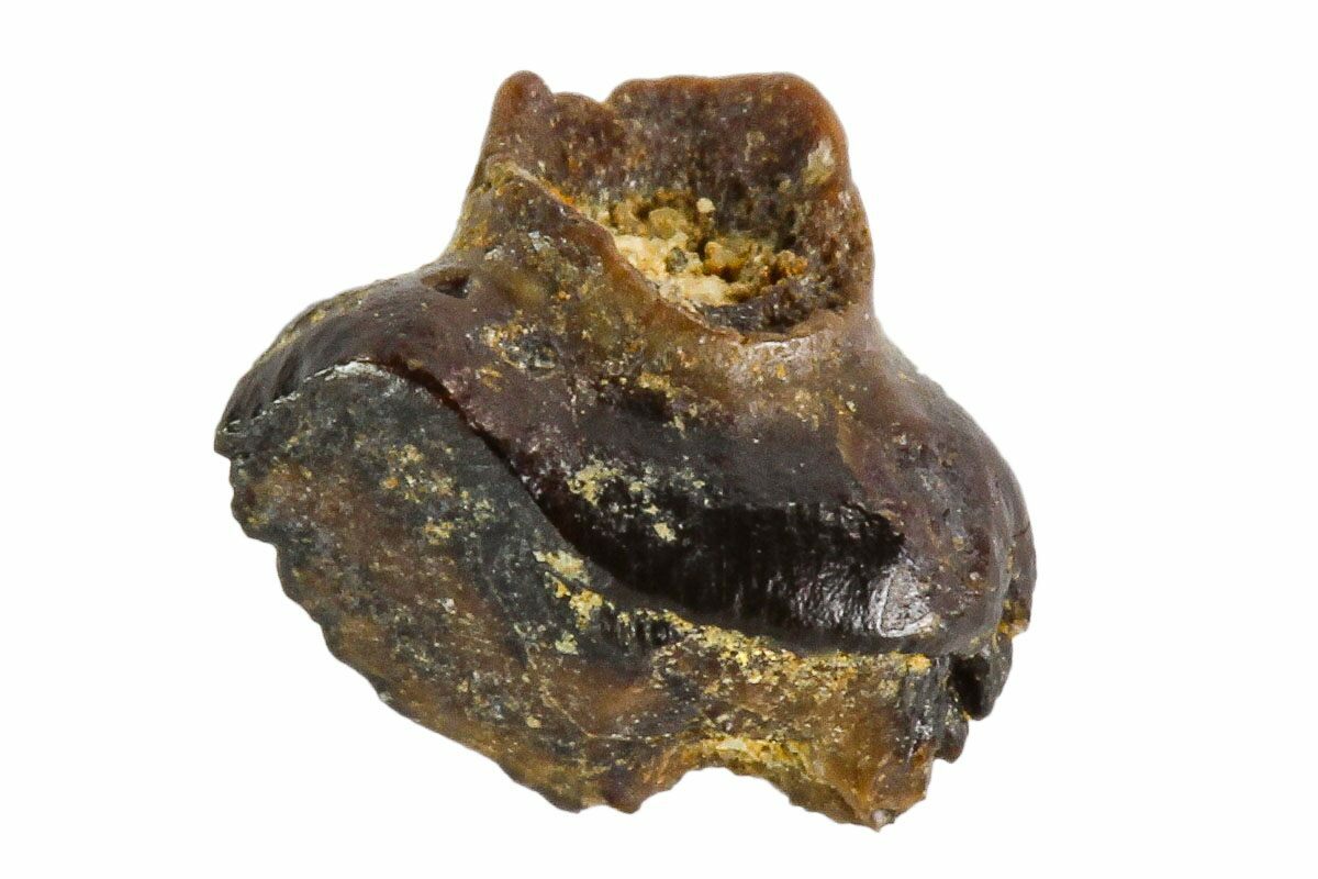 .21" Fossil Pachycephalosaur Tooth - Montana (#108170) For Sale ...