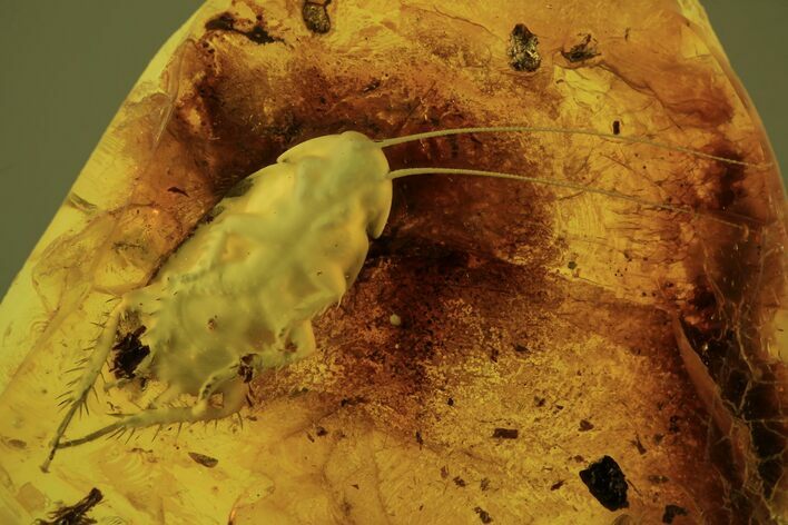 22mm Fossil Cockroach (Blattoidea) In Baltic Amber - Rare! (#109512 ...