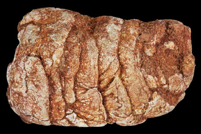 1.8" Cretaceous Fish Coprolite - Kem Kem Beds, Morocco (#110148) For ...
