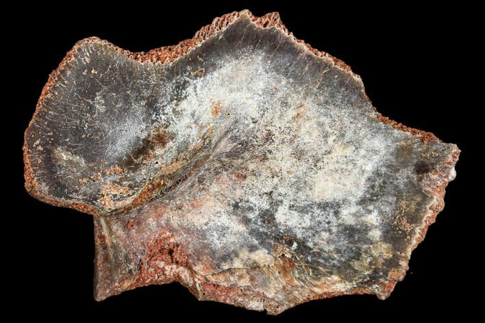 2.7" Fossil Turtle Shell Section - Kem Kem Beds, Morocco (#110317) For ...