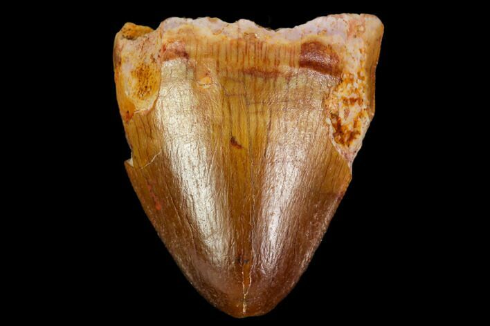 .6" Crocodylomorph Tooth - Morocco (#109949) For Sale - FossilEra.com