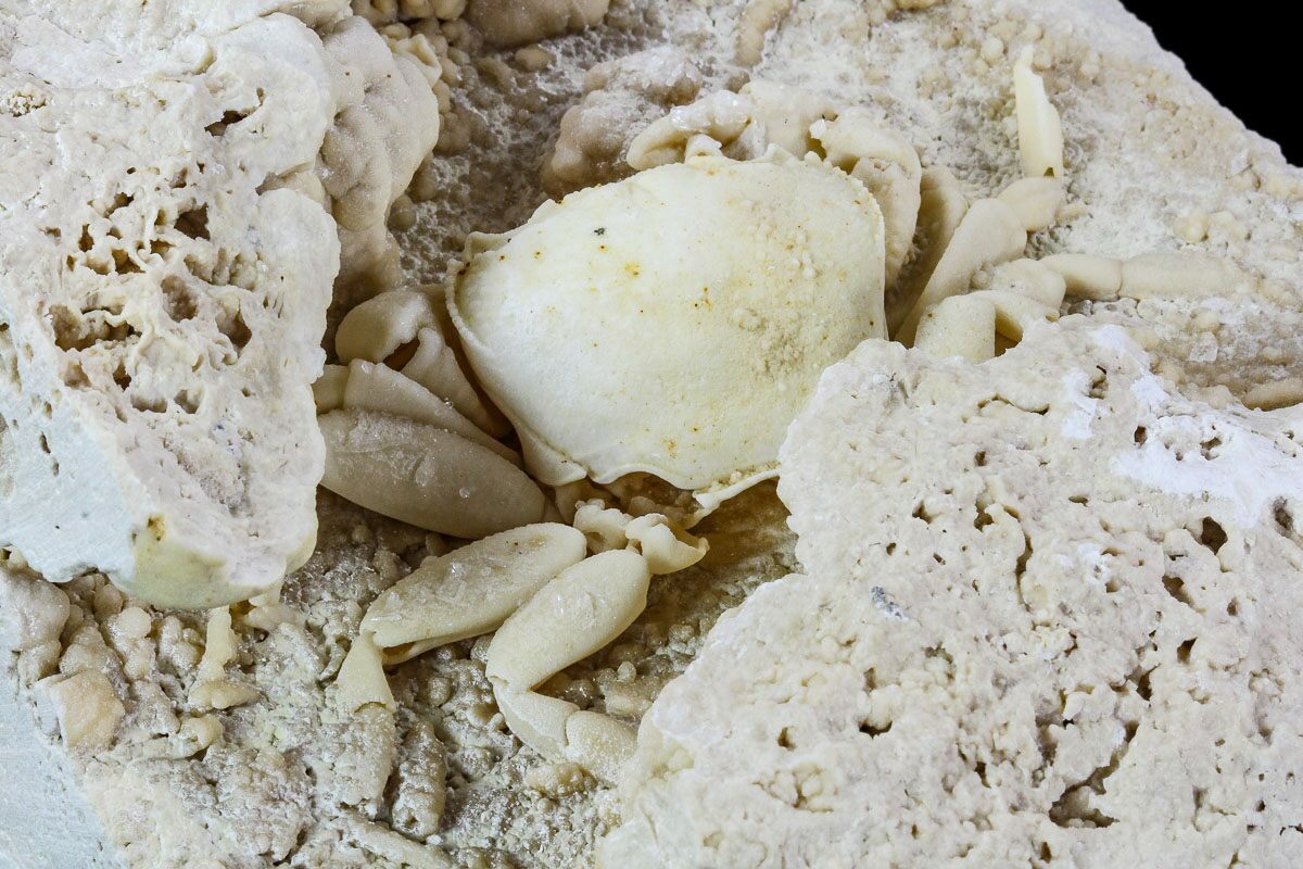 3.1" Fossil Crab (Potamon) Preserved in Travertine - Turkey (#112347 ...