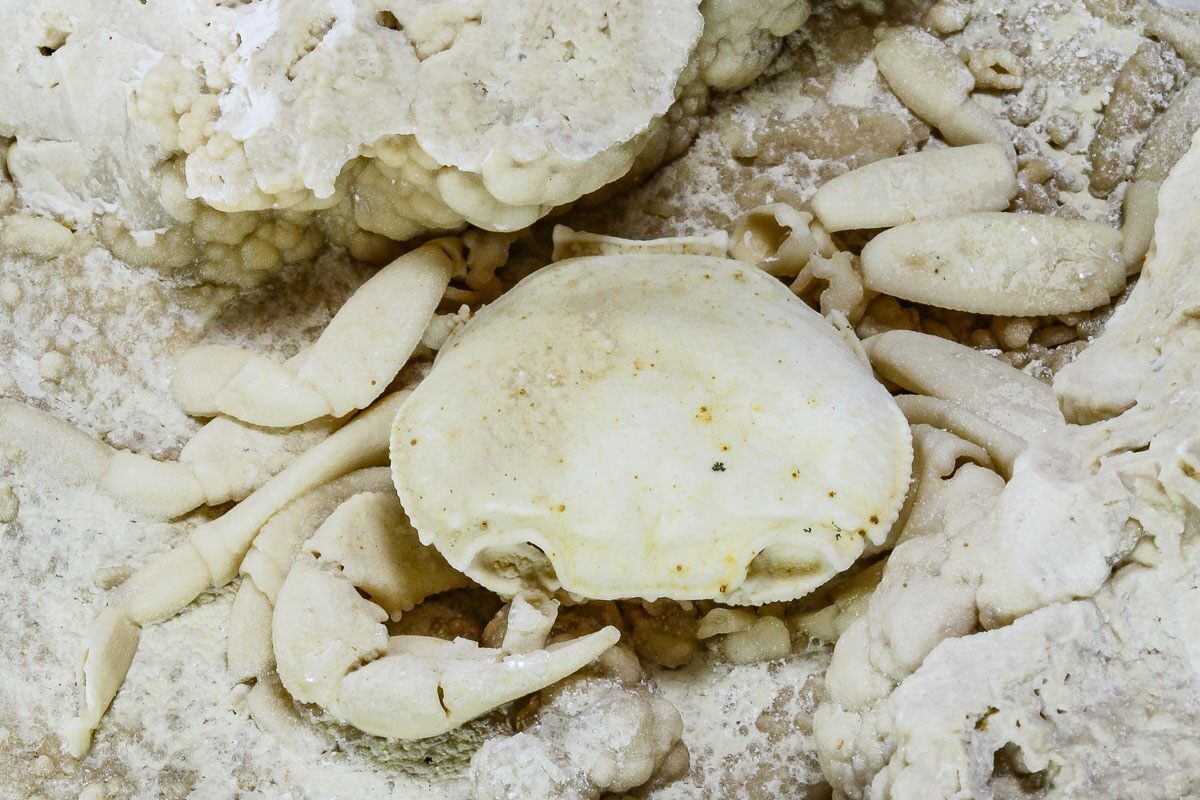 3.1" Fossil Crab (Potamon) Preserved in Travertine - Turkey (#112347 ...