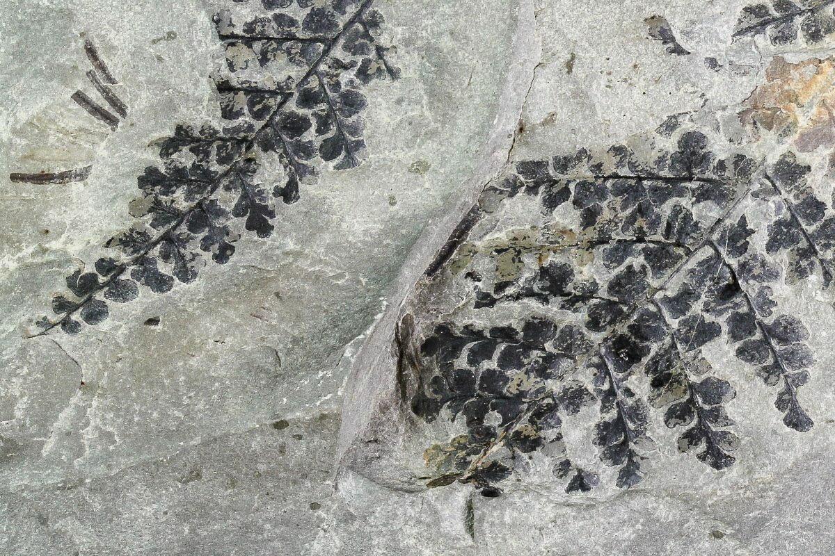 6.7" Pennsylvanian Fossil Fern (Sphenopteris) Plate - Kentucky (#112919 ...