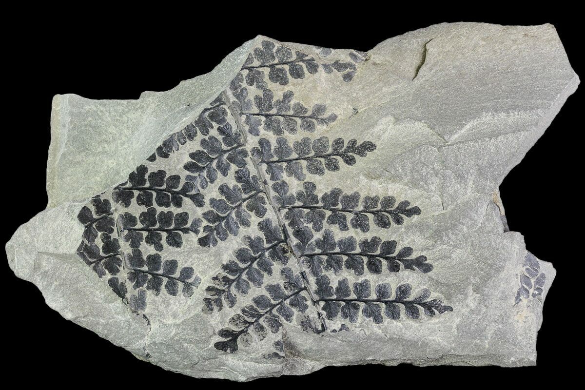 5.7" Pennsylvanian Fossil Fern (Sphenopteris) Plate - Kentucky (#112923 ...