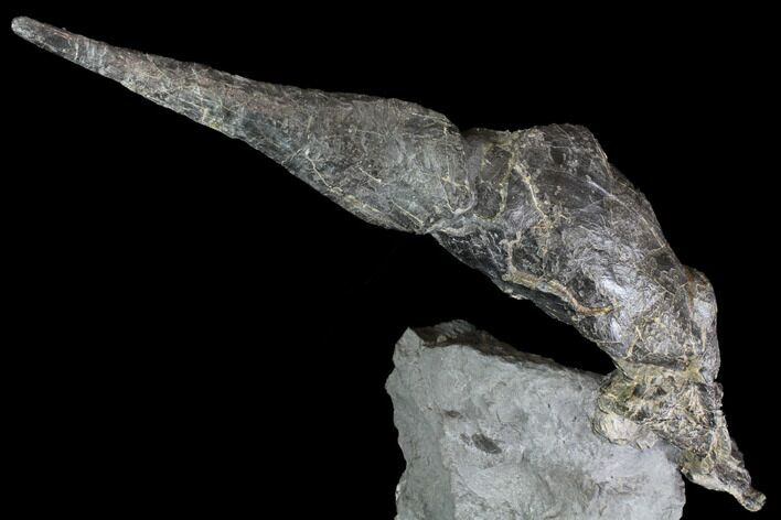 13.7" 3D, Devonian Armored Fish (Rhinopteraspis) - Germany (#113040 ...