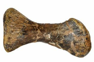 4.6" Hadrosaur Ungual (Foot Claw) - South Dakota For Sale (#4705 ...