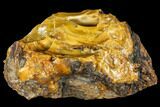 4.3" Kansas Amber (Jelinite) Specimen "Holy Grail Of Kansas Minerals ...