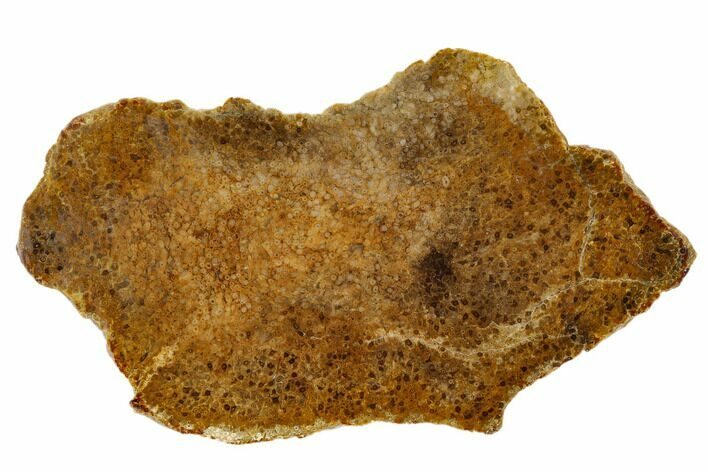 4" Cretaceous Tree Fern (Tempskya) Slab - Idaho (#117095) For Sale ...