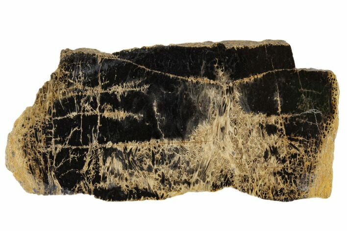 4.1" Cretaceous Tree Fern (Tempskya) Slab - Idaho (#117099) For Sale ...