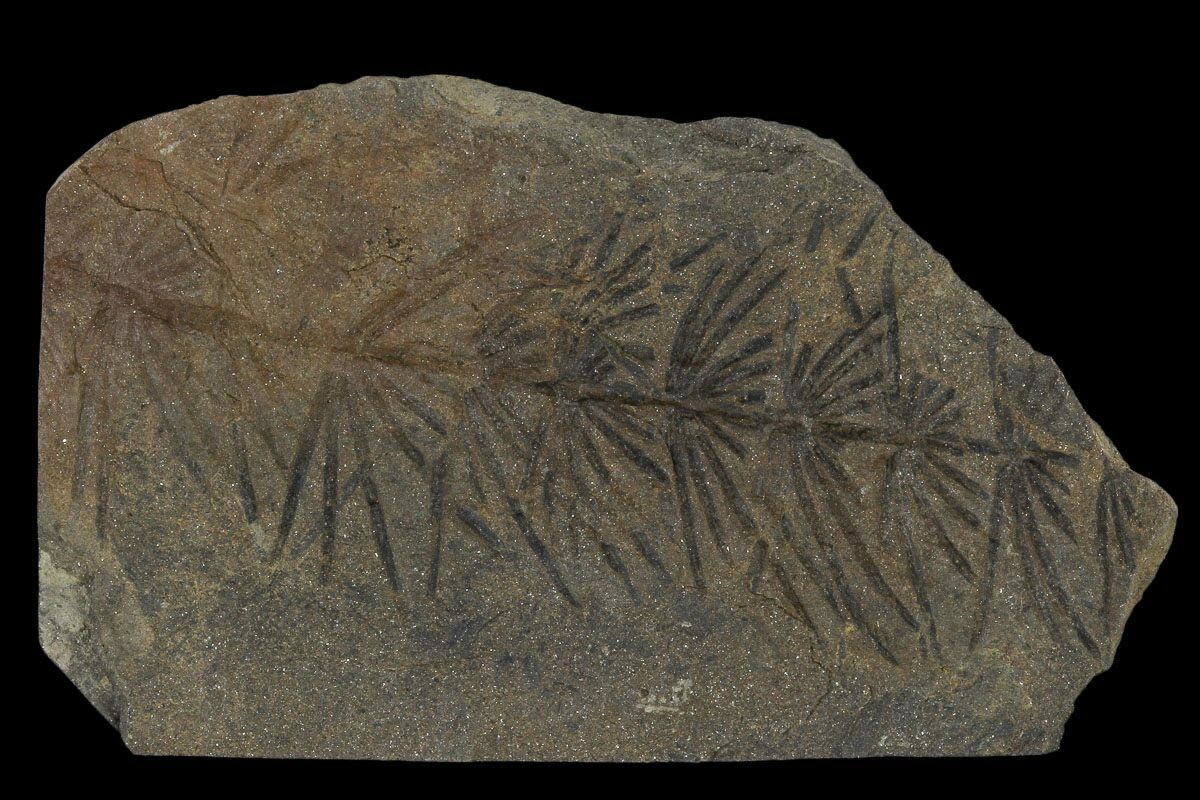 3" Fossil Pennsylvanian Horsetail (Asterophyllites) - France (#114633 ...