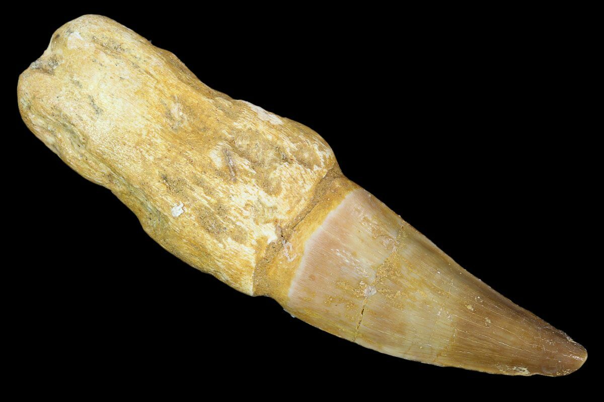 2.8" Fossil Rooted Mosasaur (Eremiasaurus) Tooth - Morocco (#116999 ...