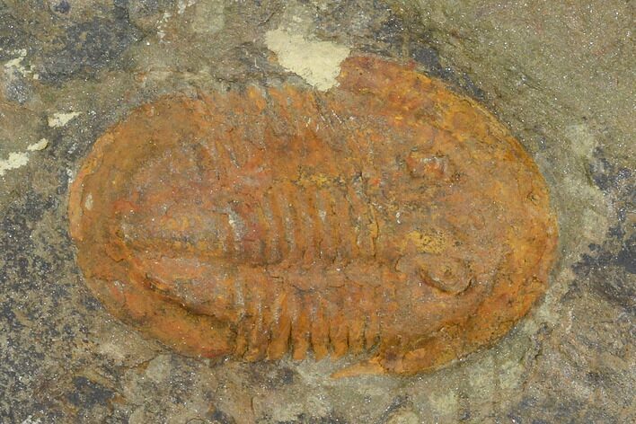1.4" Red, Ordovician Asaphellus Trilobite - Morocco (#120149) For Sale ...