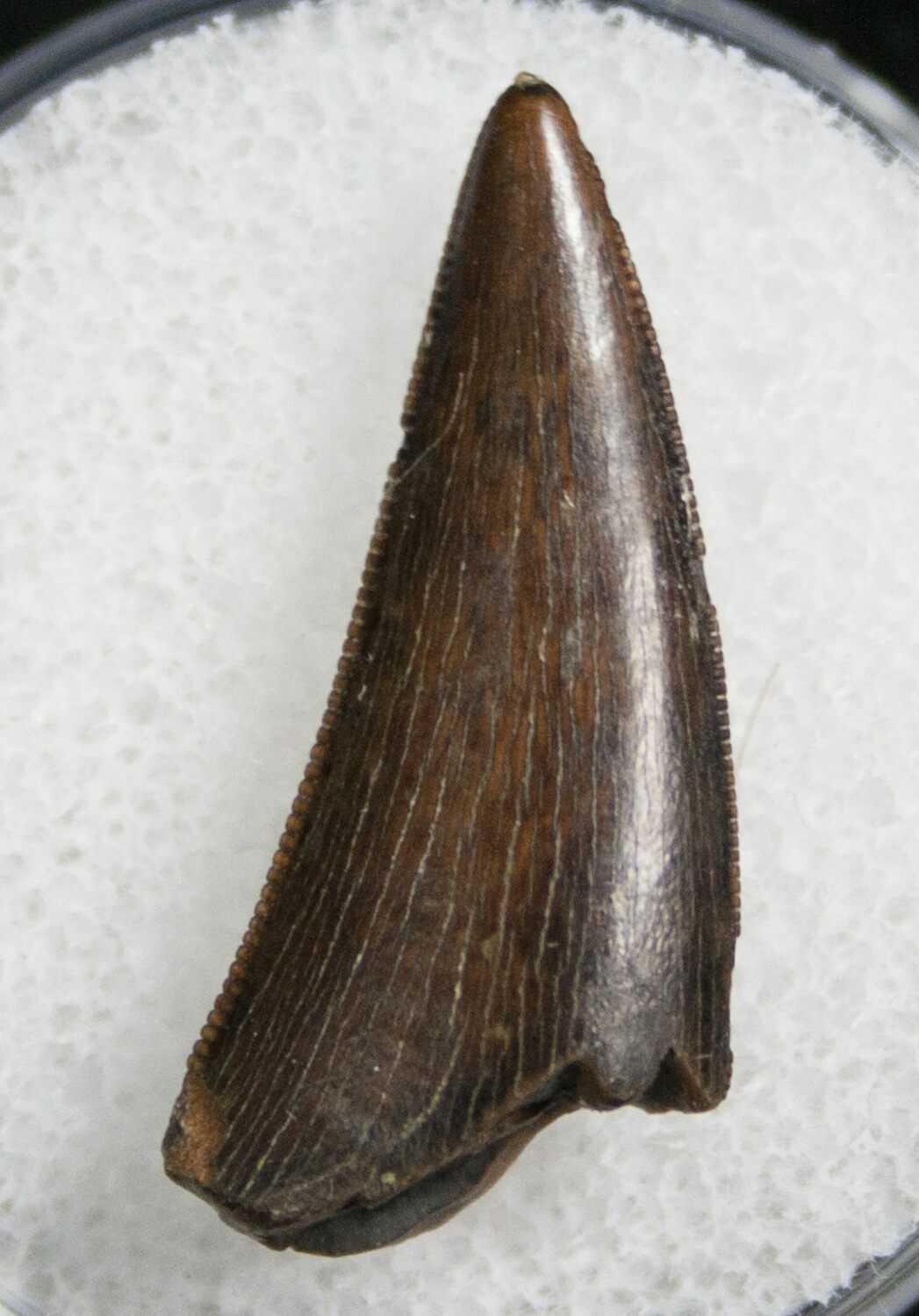 .87" Dromaeosaur (Raptor) Tooth - Montana (#8357) For Sale - FossilEra.com