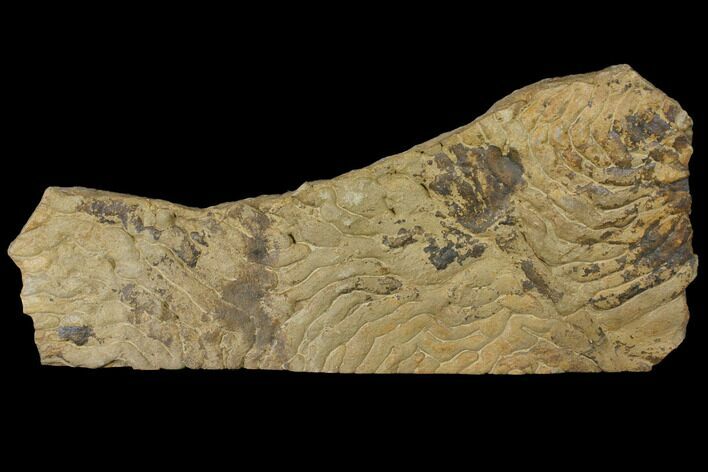 10.6" Pennsylvanian, Fossil Microbial Mat - Oklahoma (#114066) For Sale ...