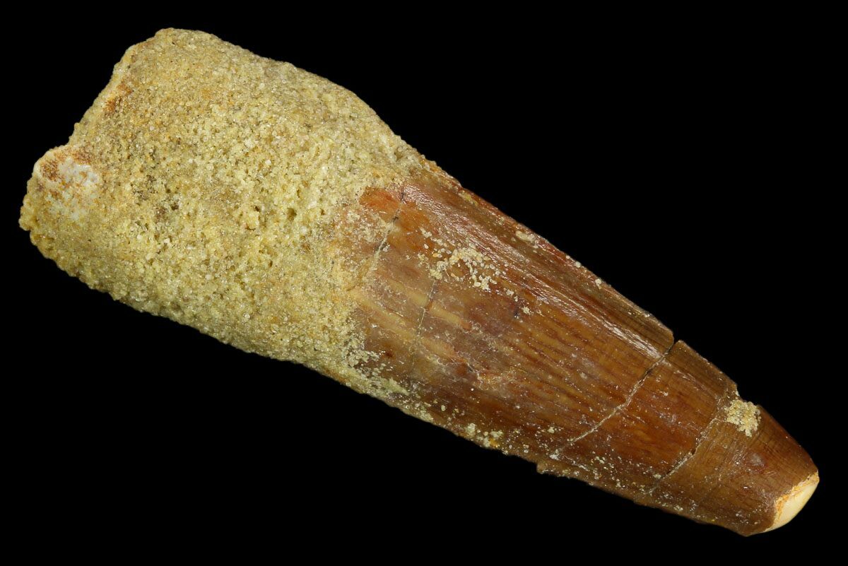 Bargain, 1.8" Spinosaurus Tooth - Real Dinosaur Tooth (#117748) For ...