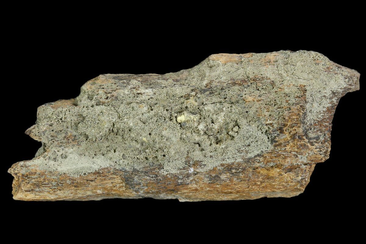 3.3" Triceratops Fossil Bone Section - North Dakota (#120542) For Sale ...